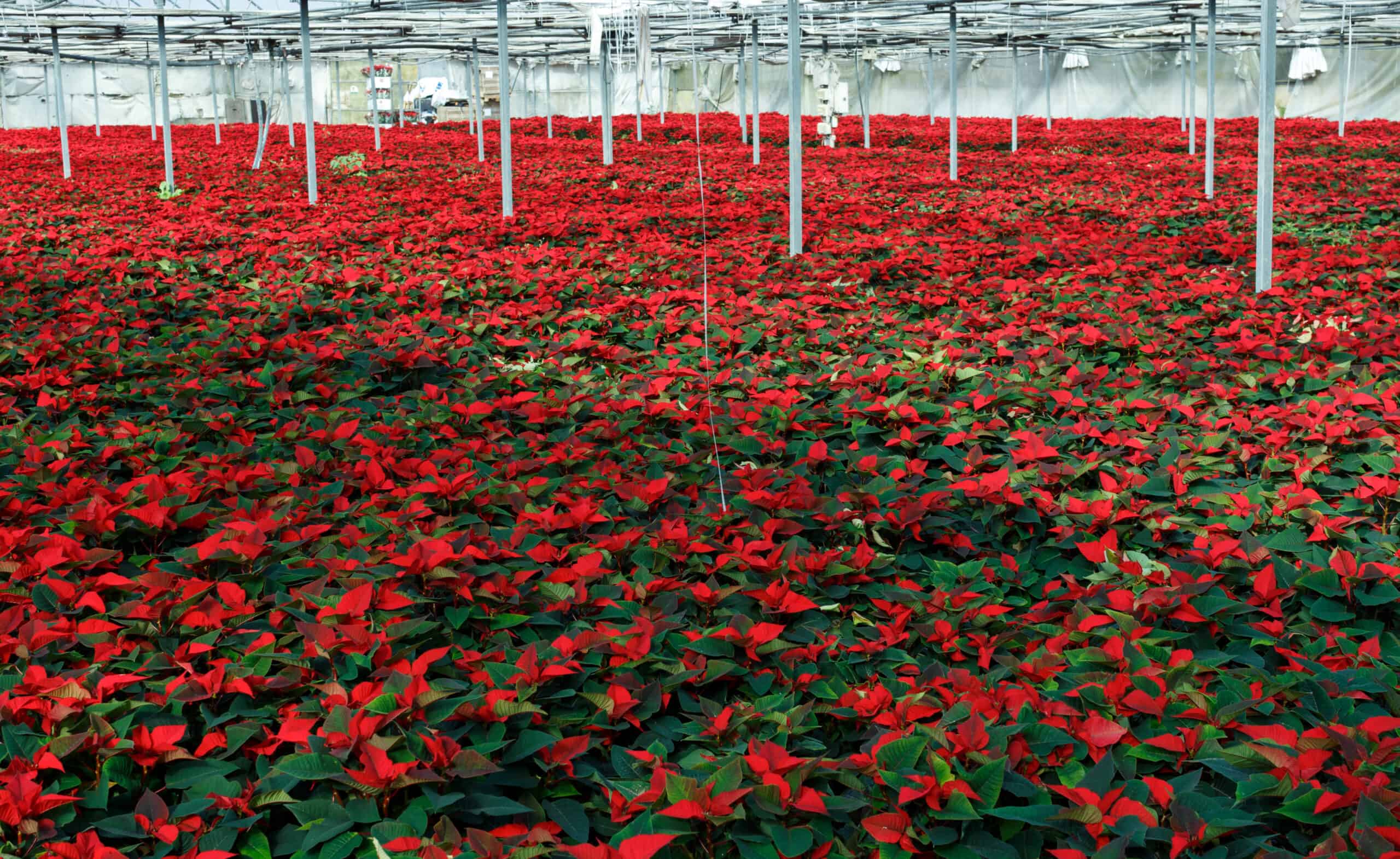 Merry Christmas and a Happy New Year - Hortec